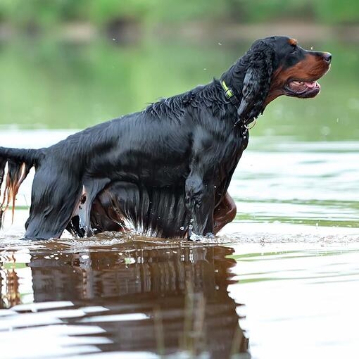 Astra Gordon Setter | Purina UK